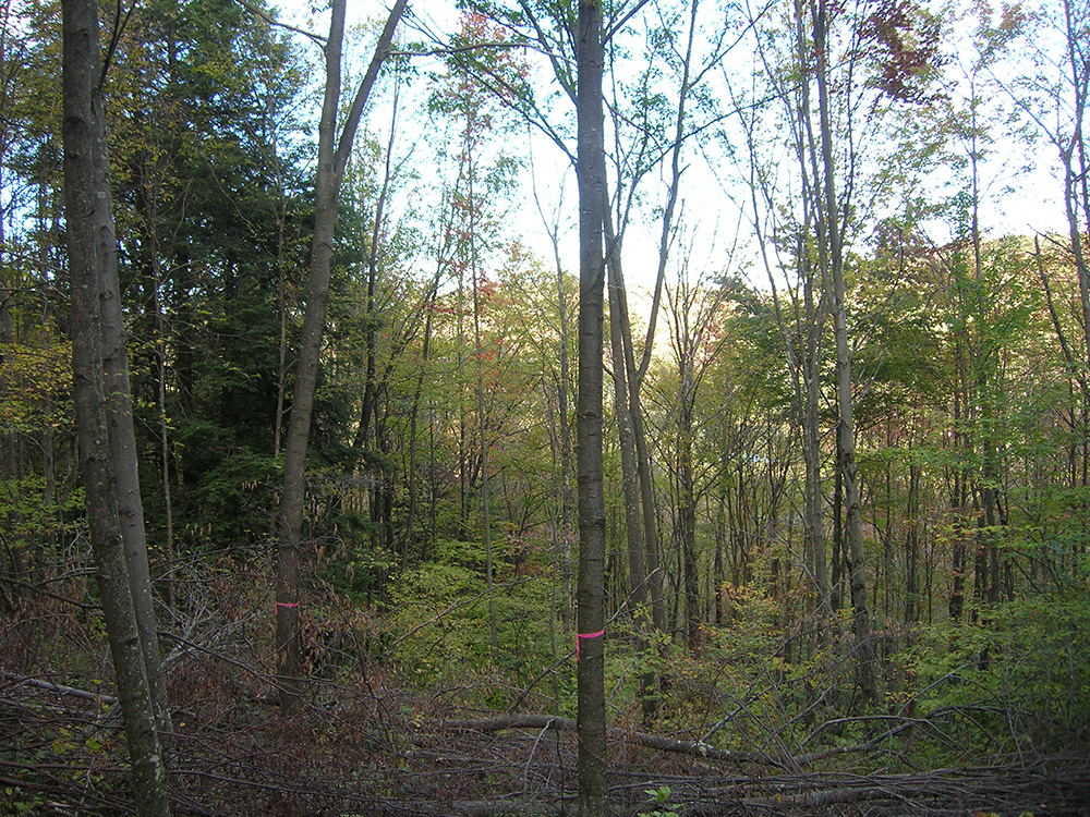 Maple - Watershed Agricultural Council